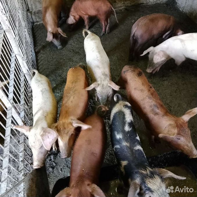 Поросята, хряк, свинья