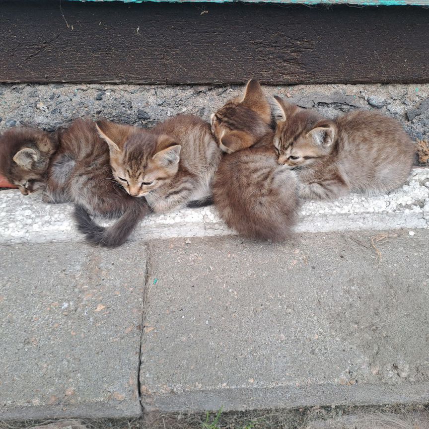 Котята мальчики в добрые руки бесплатно