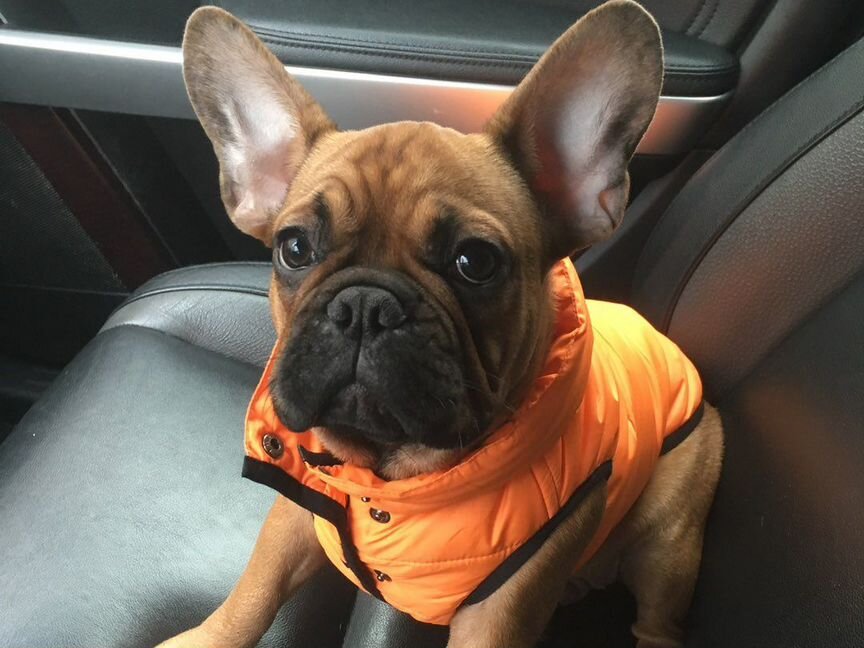 Жилетка куртка для собак AiryVest One