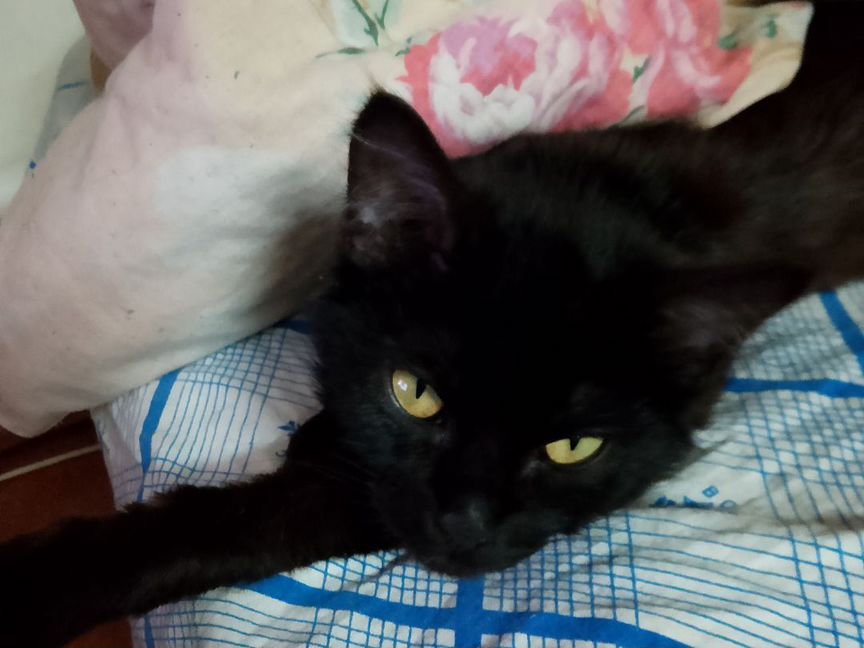 Кот в дар