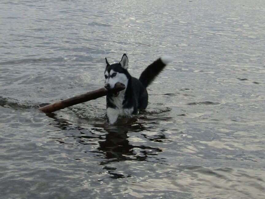 Собака хаски