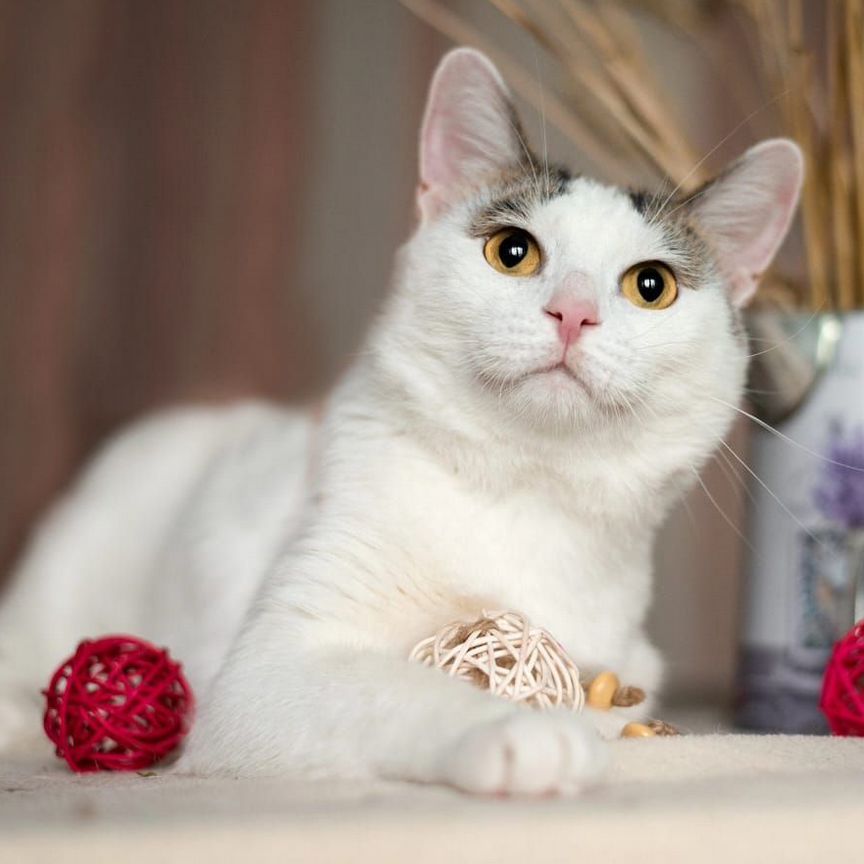 Ласковый Мусик ищет дом