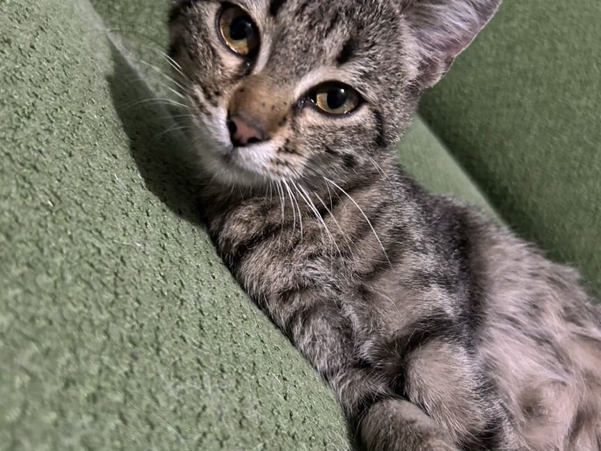 Молоденькая кошечка