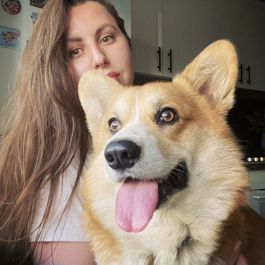 Корги девочка 3 года ищет новую семью