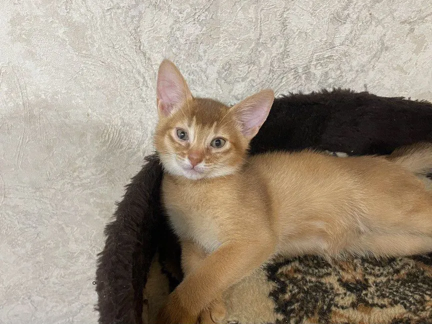 Абиссинские котенок