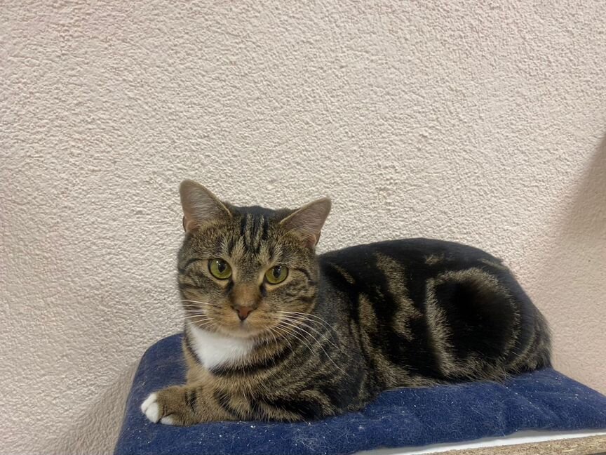 Красивый котик Маркиз в добpые руки