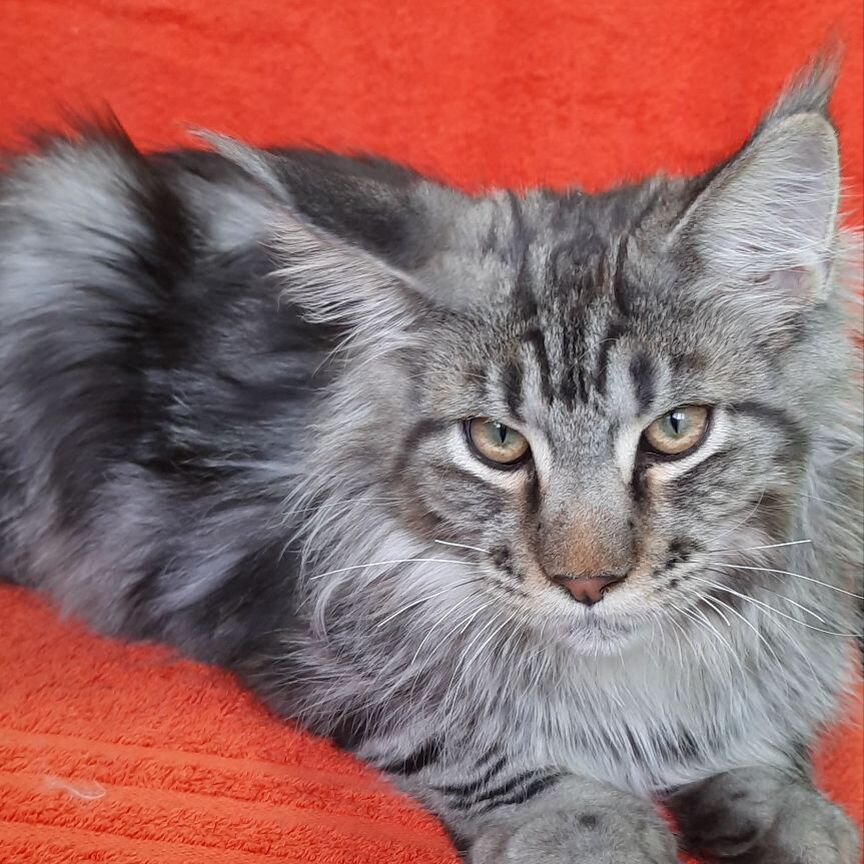 Котята мейн-кун