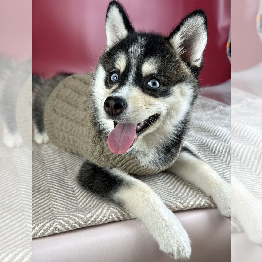 Помски, щенок