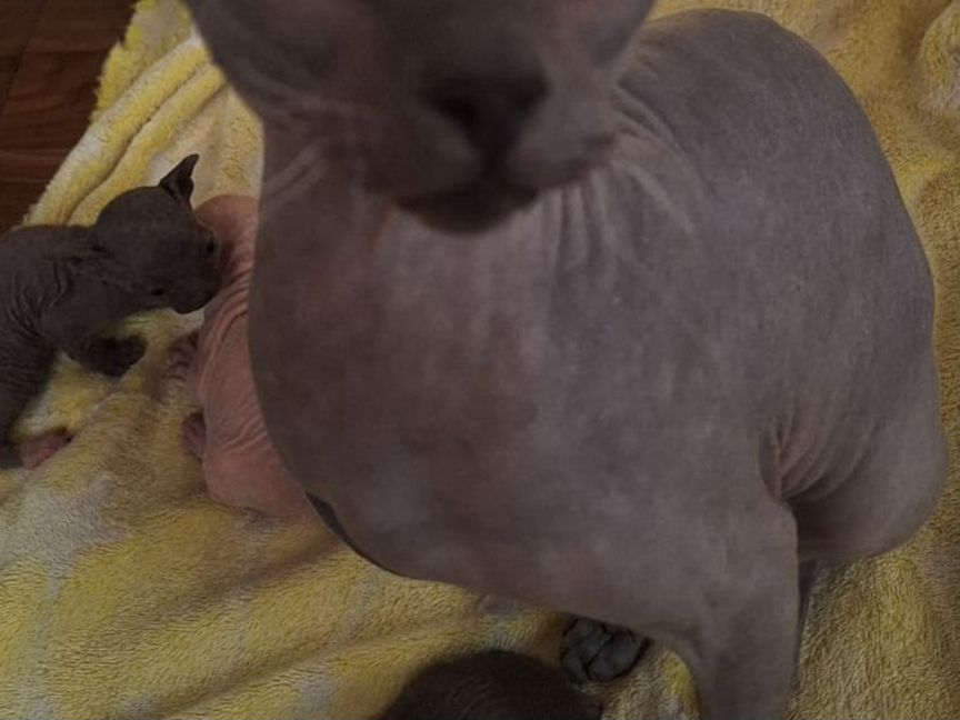 Донской сфинкс браш котята