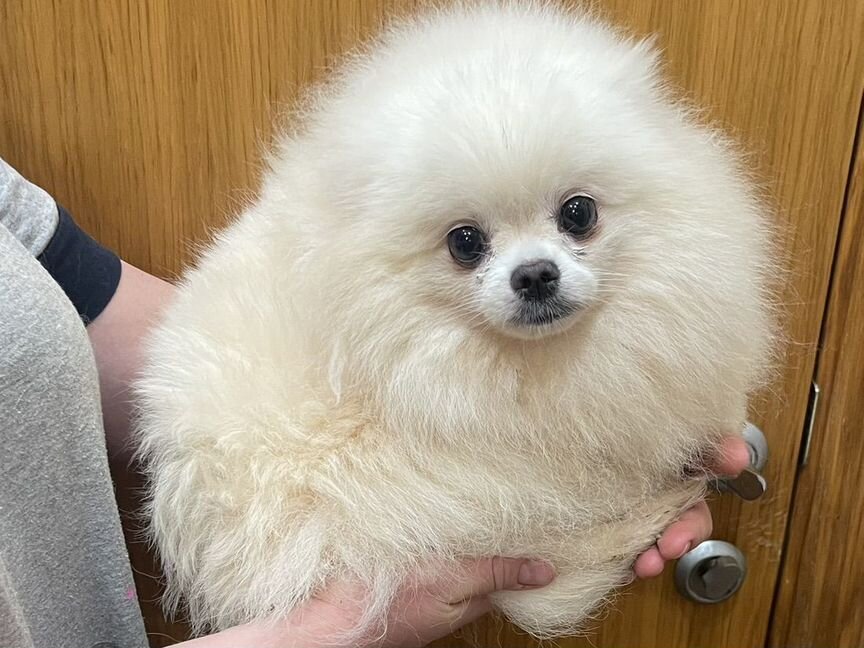 Шпиц померанский