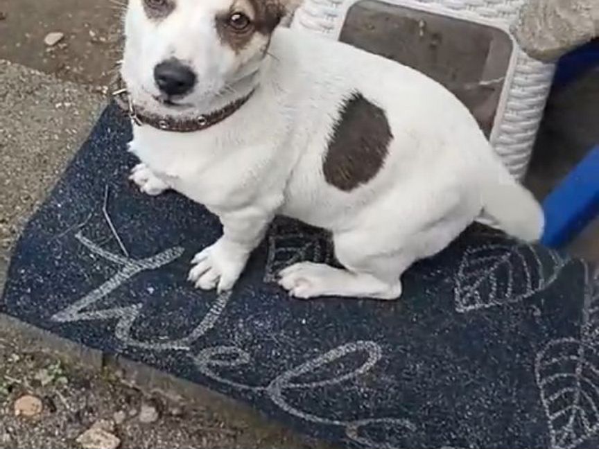 Взяли,а когда выросло не то что ожидали,выкидывают