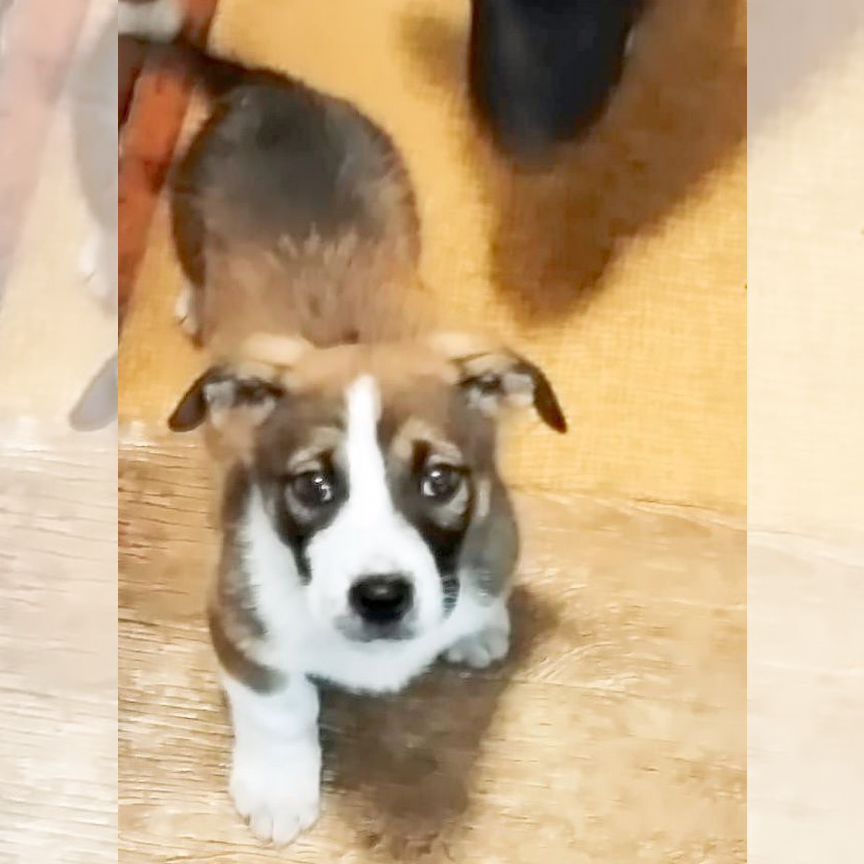 Отдам в добрые руки