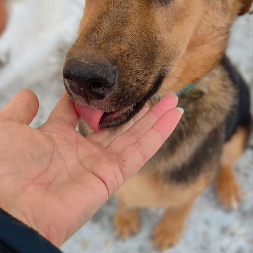 Щенок в добрые руки бесплатно