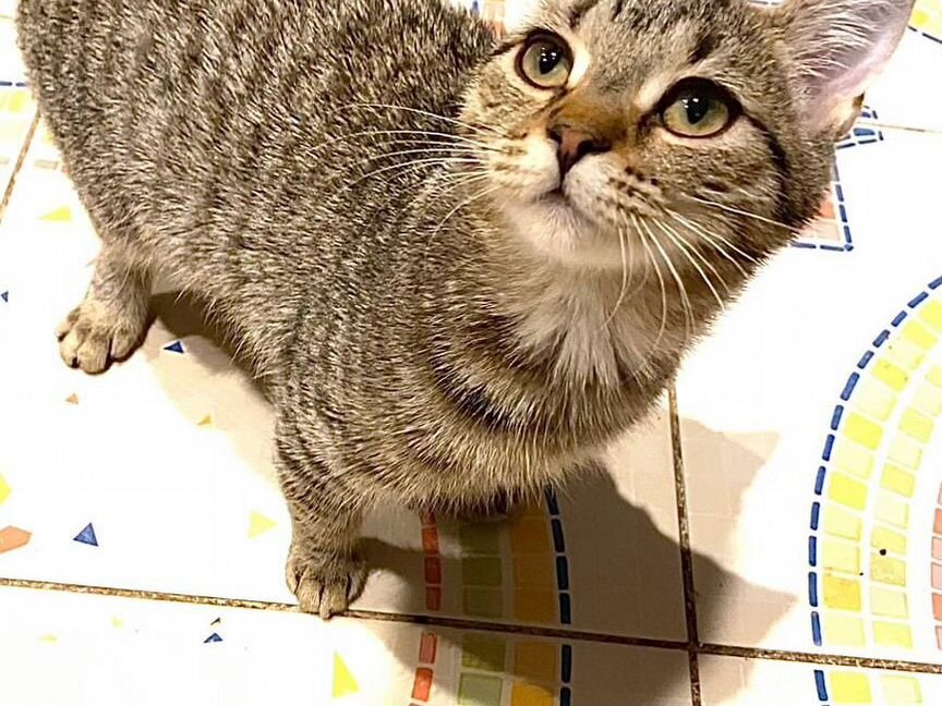 Котенок девочка