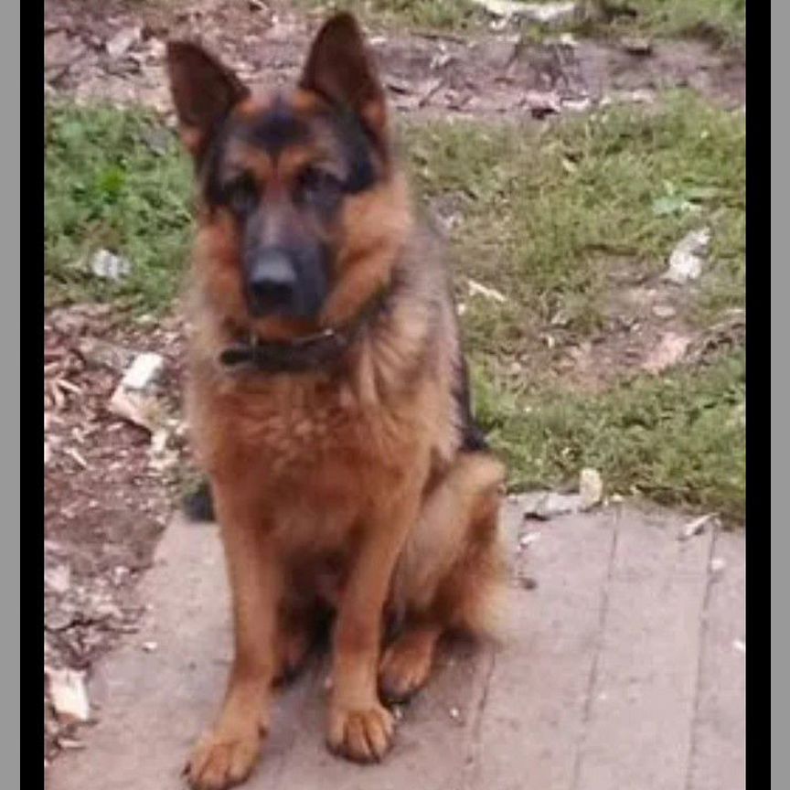 Немецкая овчарка, взрослый пёс