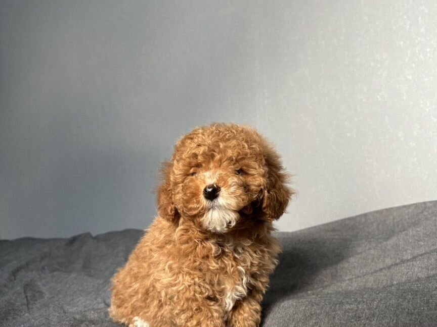 Щенки мальтипу f2