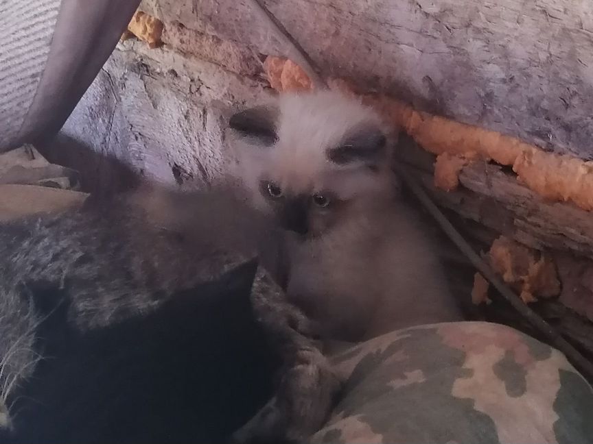 Котята