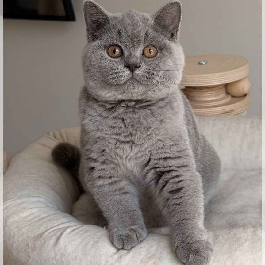 Британский короткошёрстный котёнок