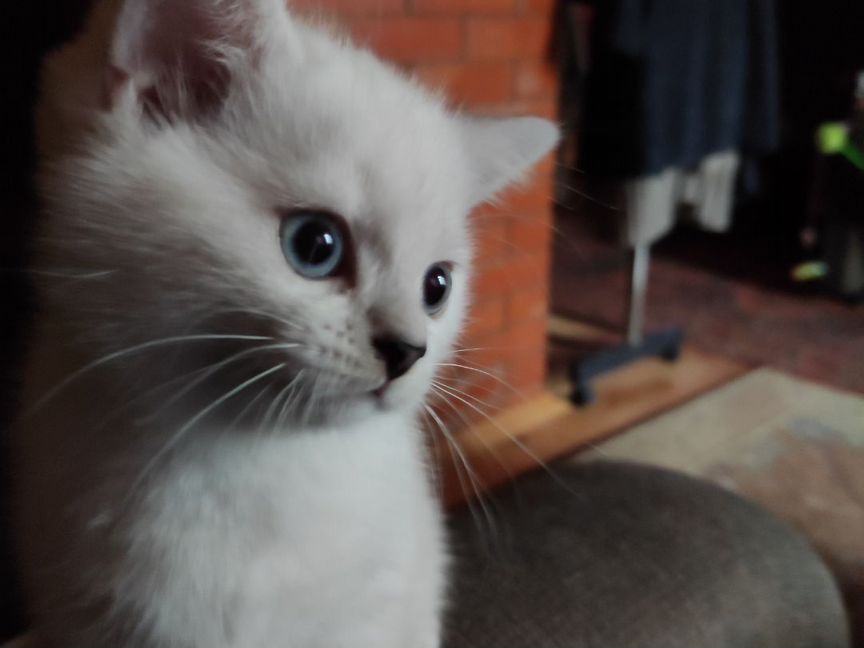 Котята британской породы