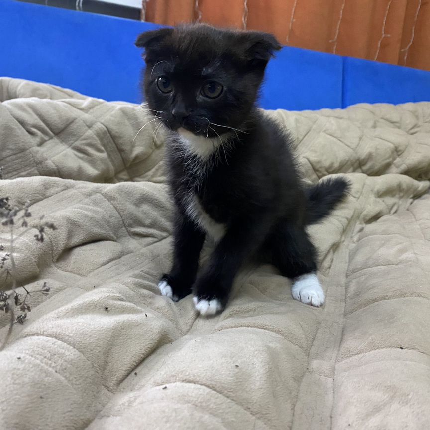 Котенок шотландский