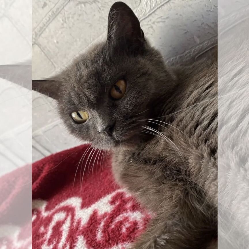 Взрослая, кошка в добрые руки