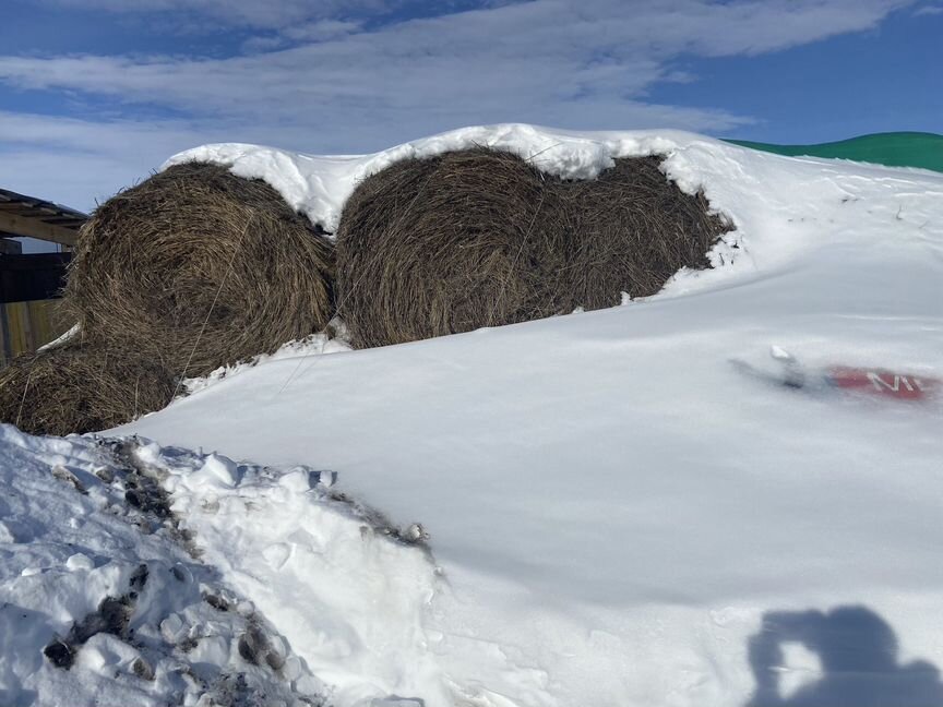 Сено солома в рулонах