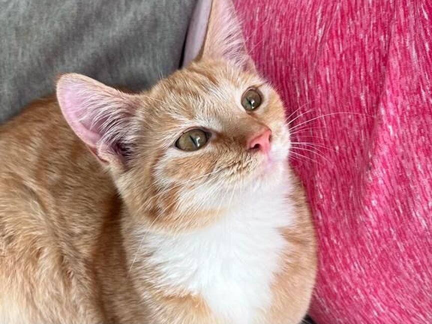 Котенок в добрые руки