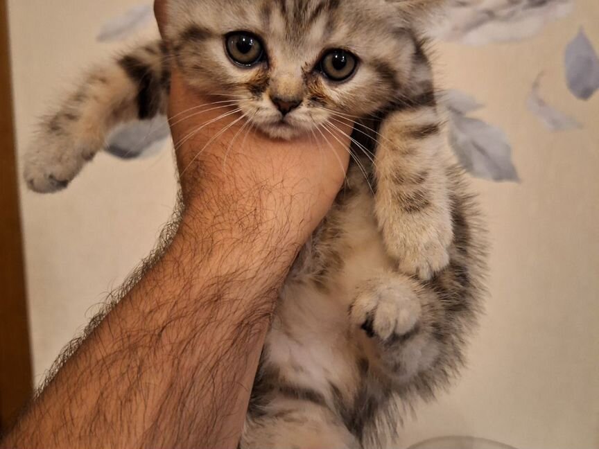 Британские котята