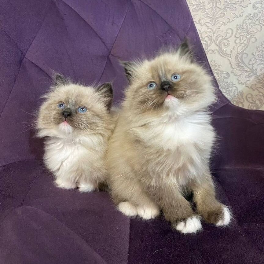 Котенок Невской Маскарадной
