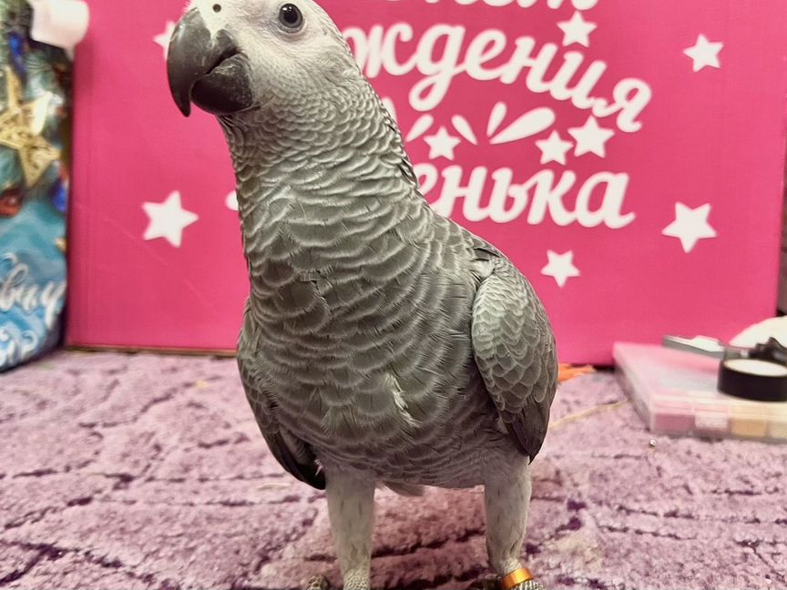 Ручной говорящий попугай