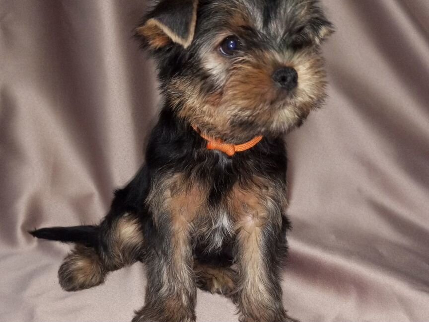 Йоркширский терьер щенки