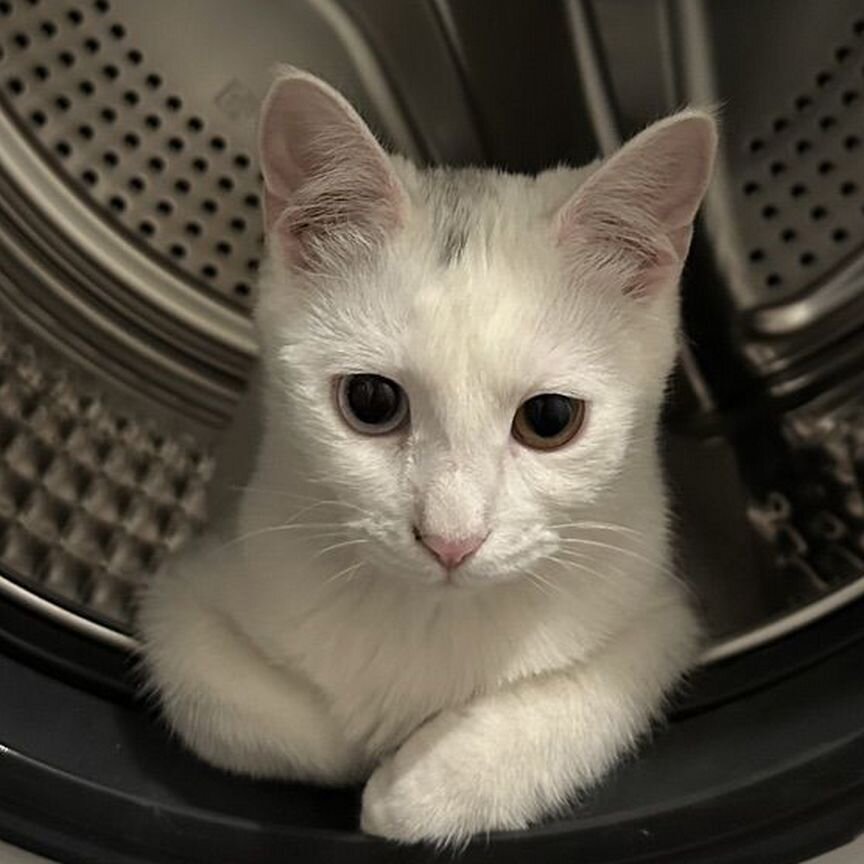 Котенок девочка в добрые руки
