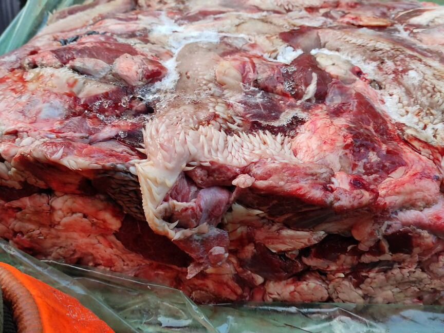 Печень говяжья, вымя говяжье,легкое,почки