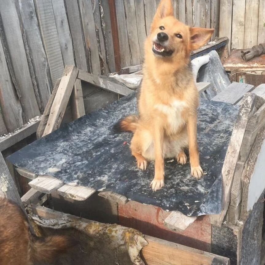 Возьми друга из приюта