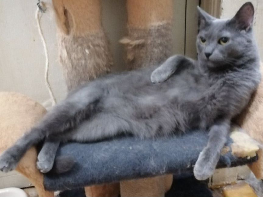 Кот в добрые руки