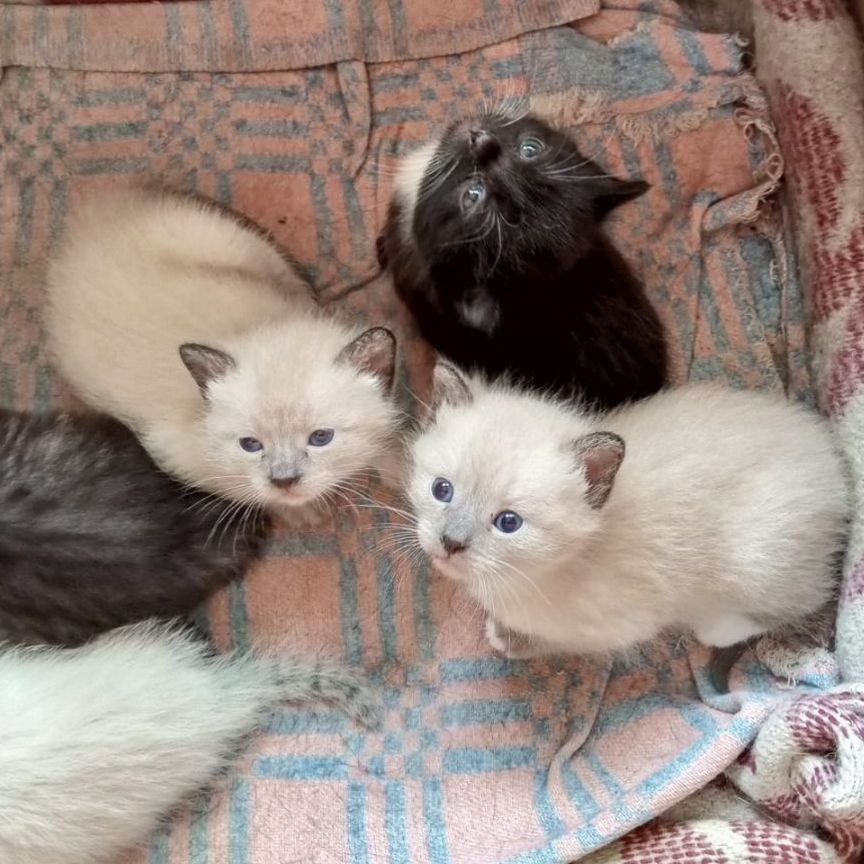 Котята в добрые руки бесплатно