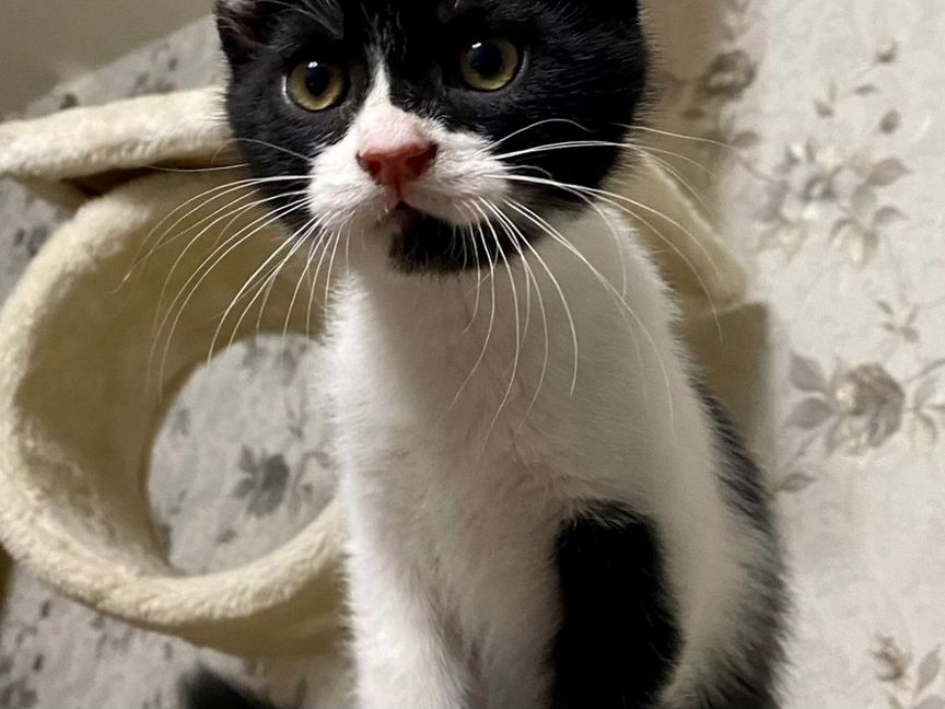 Черно-белые лапусики(2 мес.) на счастье