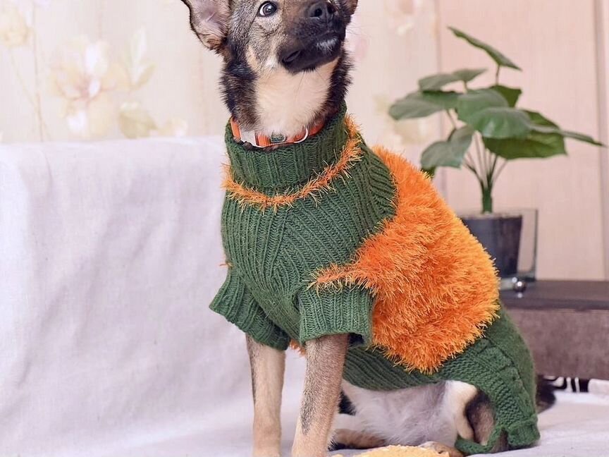 Лисёна - небольшая модная собачка