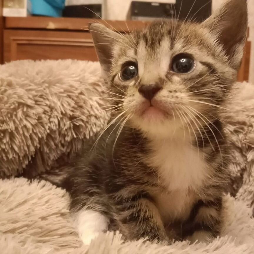 Котенок ищет дом