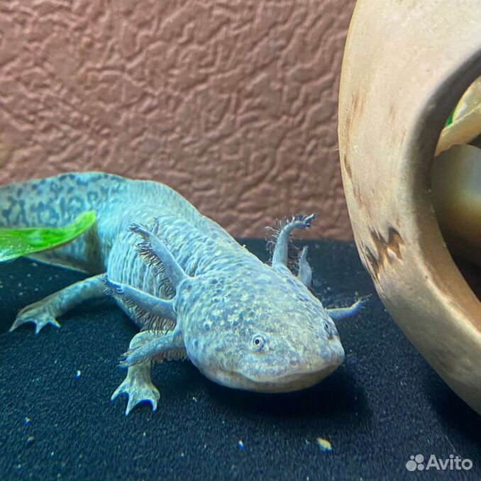 Аксолотль, природного окраса