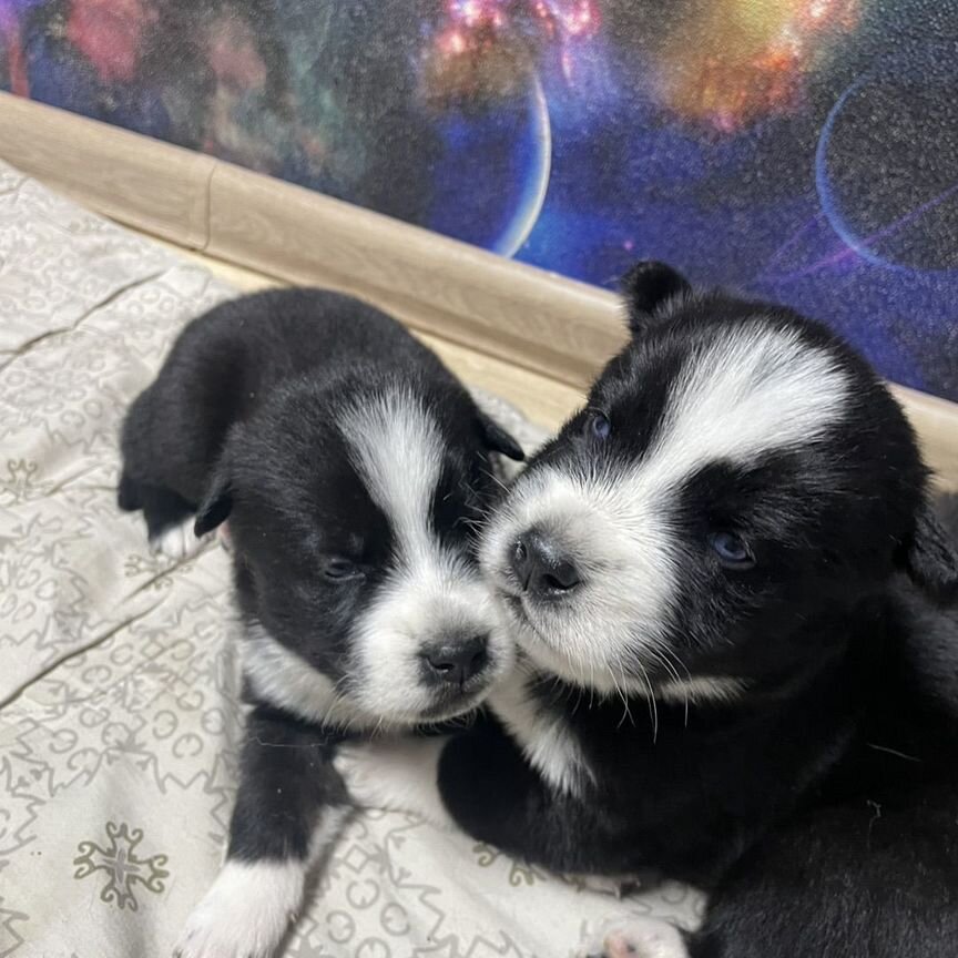 Щенки в добрые руки даром