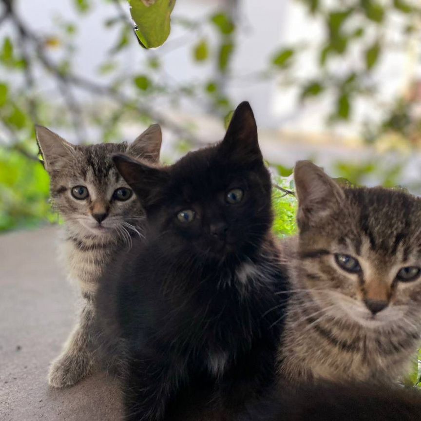 Котята в добрые руки бесплатно СПБ