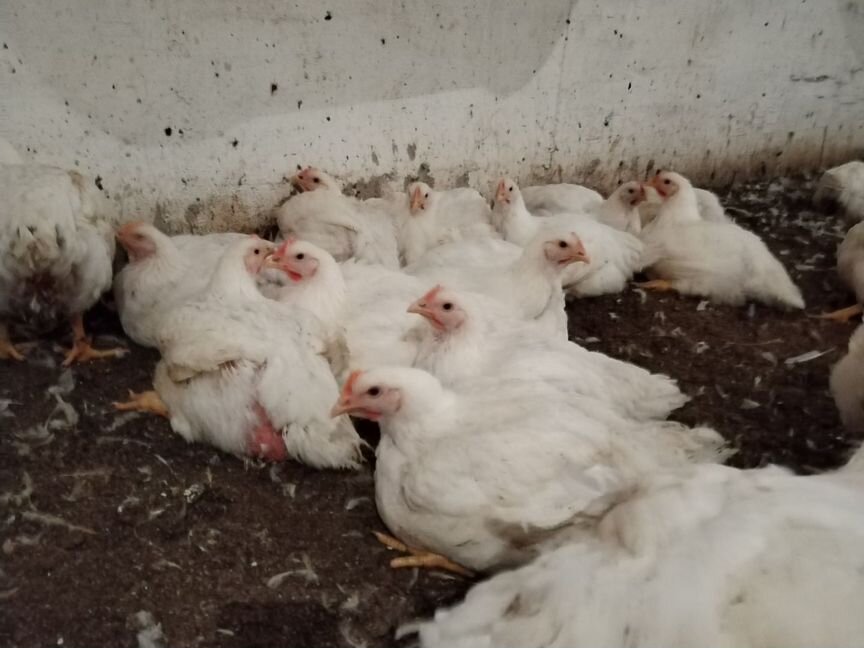 Бройлеры на убой