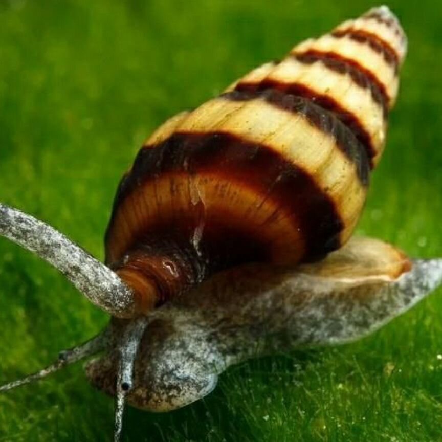 Улитка Хелена