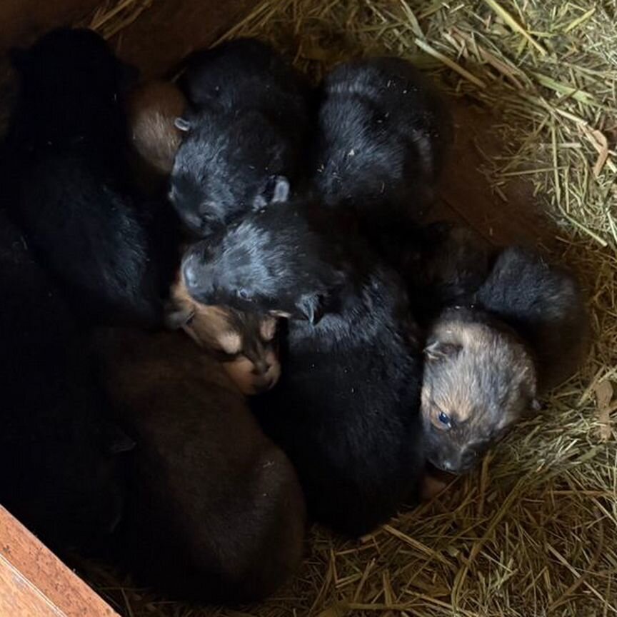 Лайка, щенок