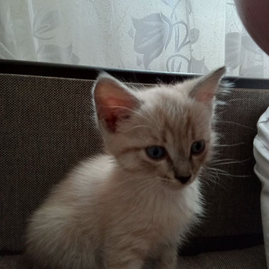 Котенок в добрые руки