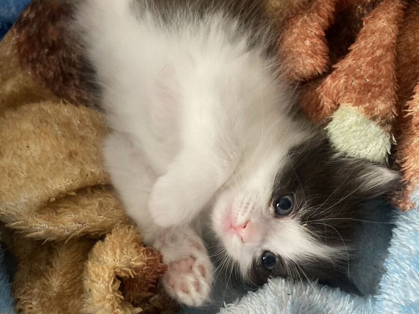 Котята ищут дом, Родились 26 мая