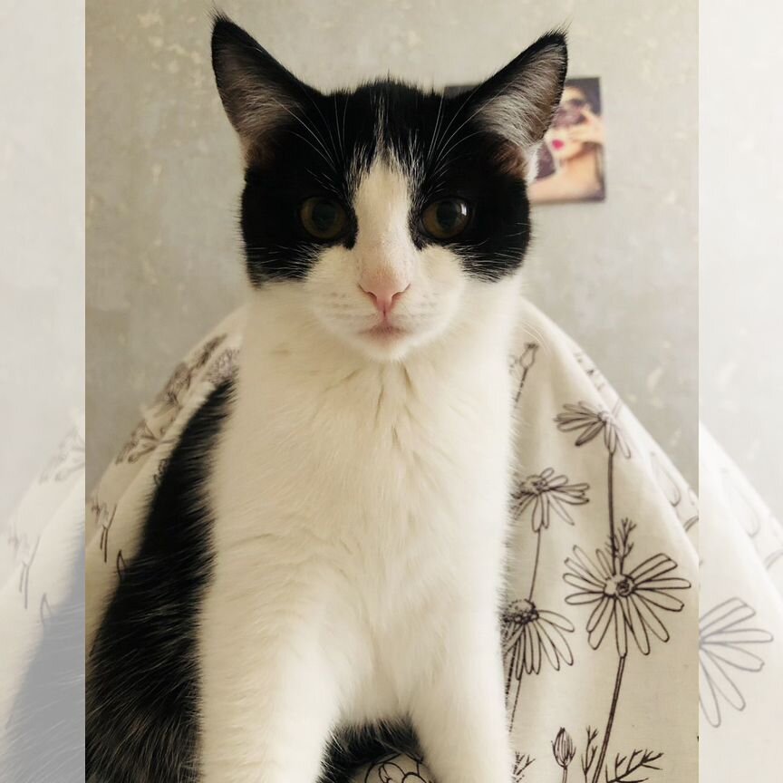 Котёнок в добрые руки