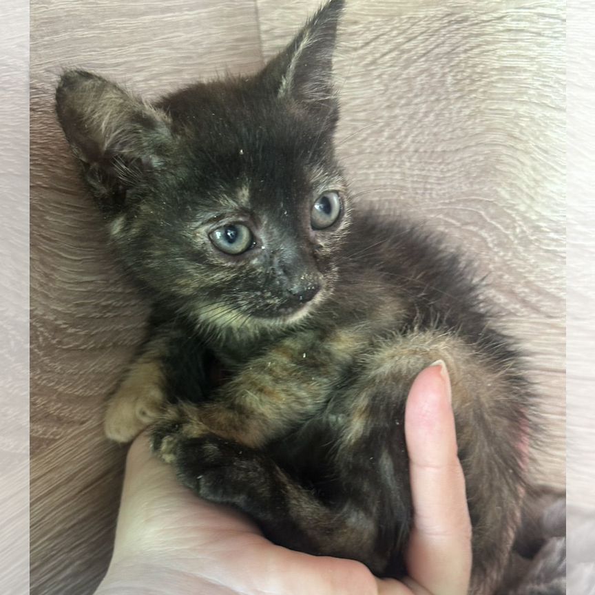 Котёнок в добрые руки