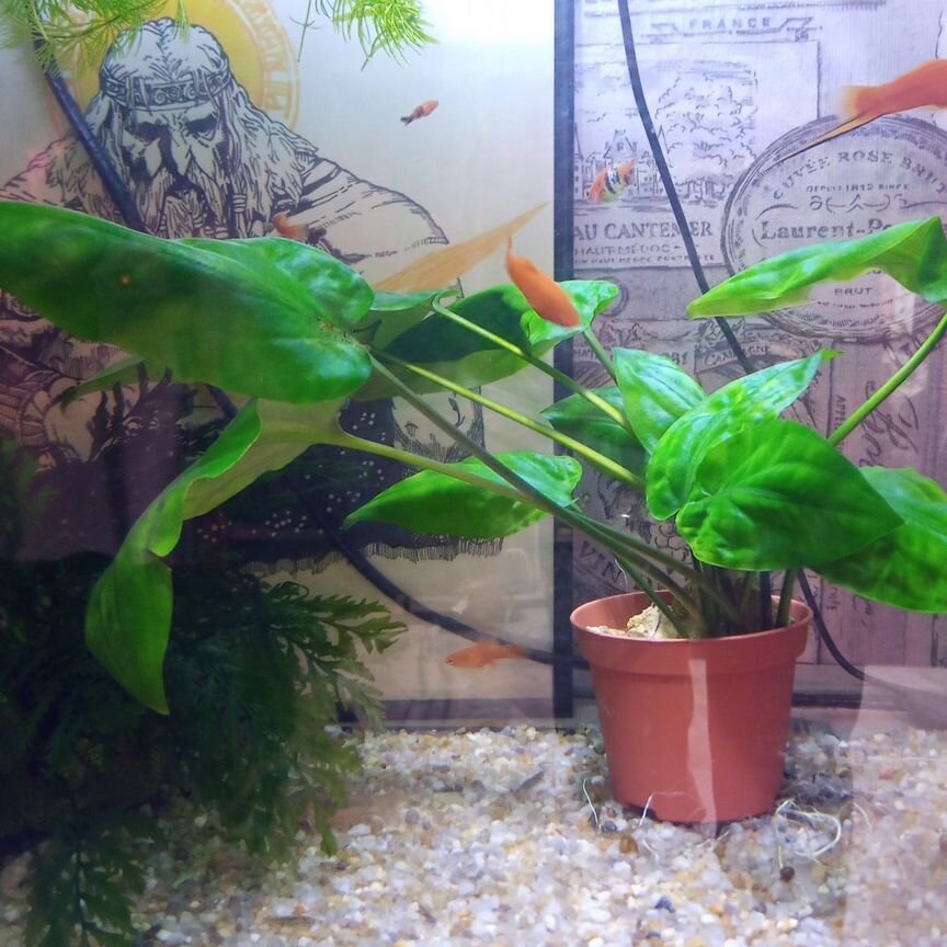 Криптокорина апоногетонолистная